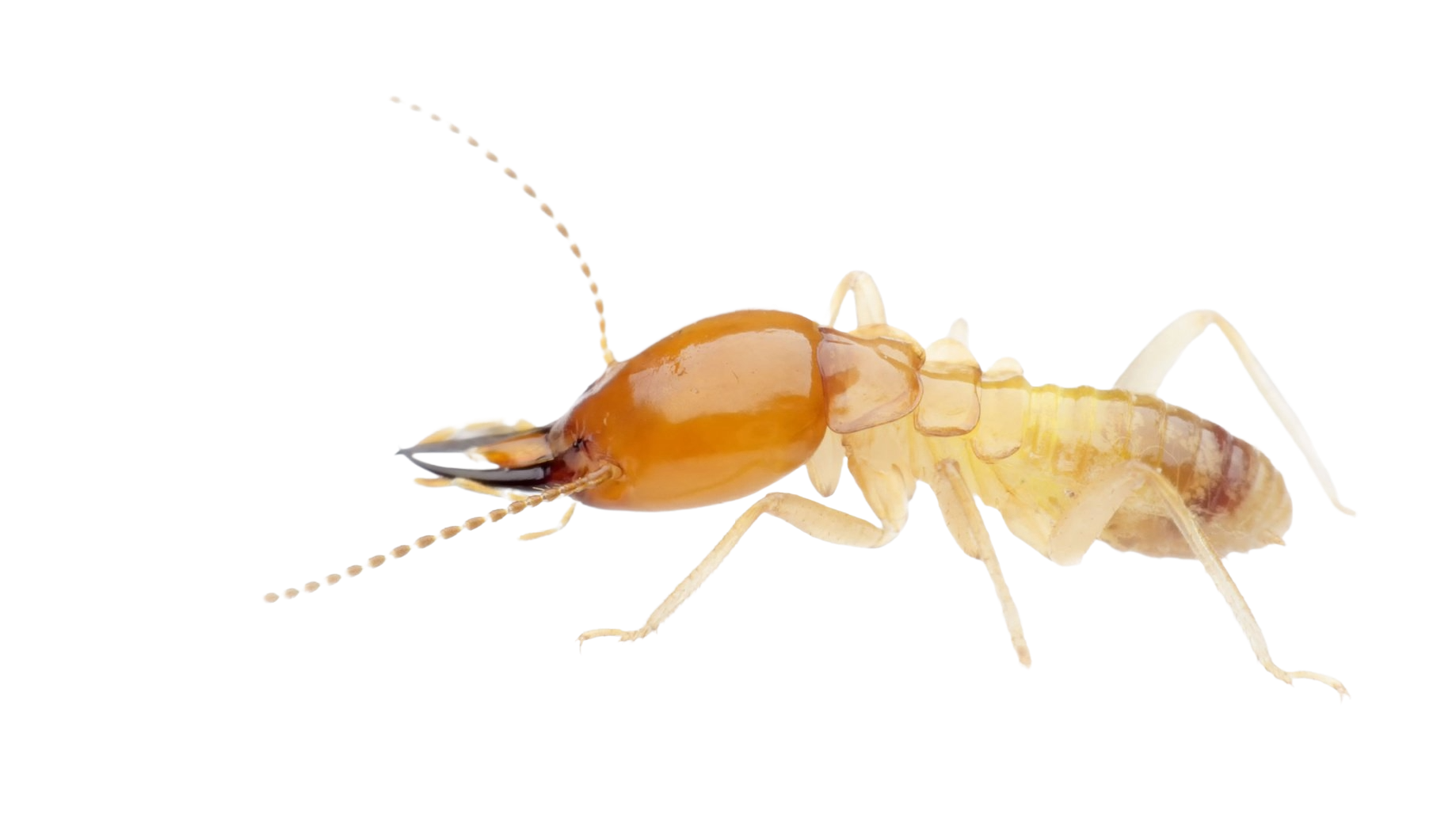 Pest Library - PinPoint Pest Solutions