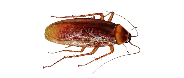 Pest Library – PinPoint Pest Solutions